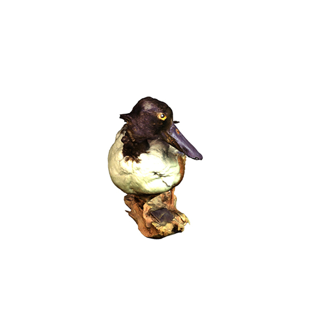 3ds max duck