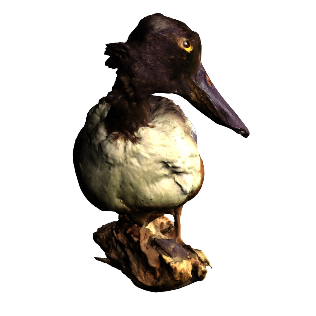 3ds max duck