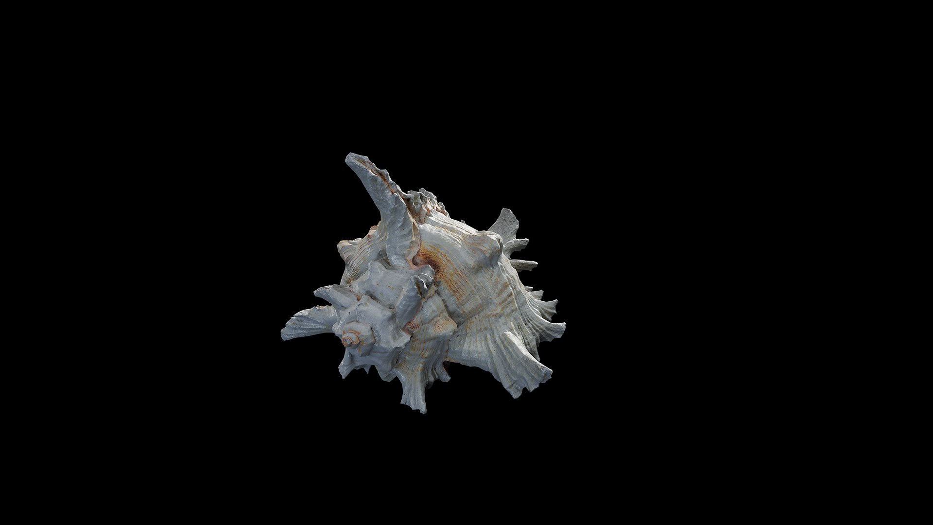 3D Anydrafts Sea Snail 01 - TurboSquid 2321868