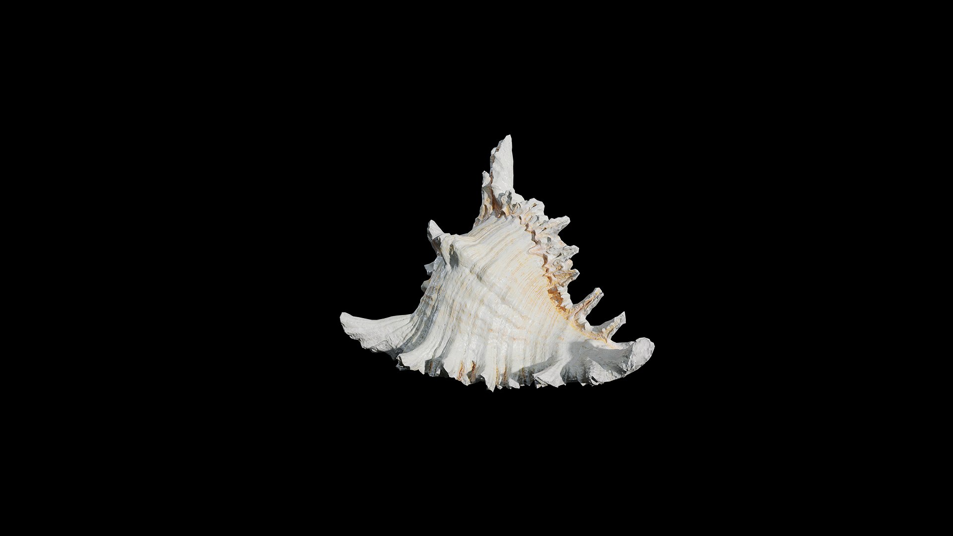 3D Anydrafts Sea Snail 01 - TurboSquid 2321868