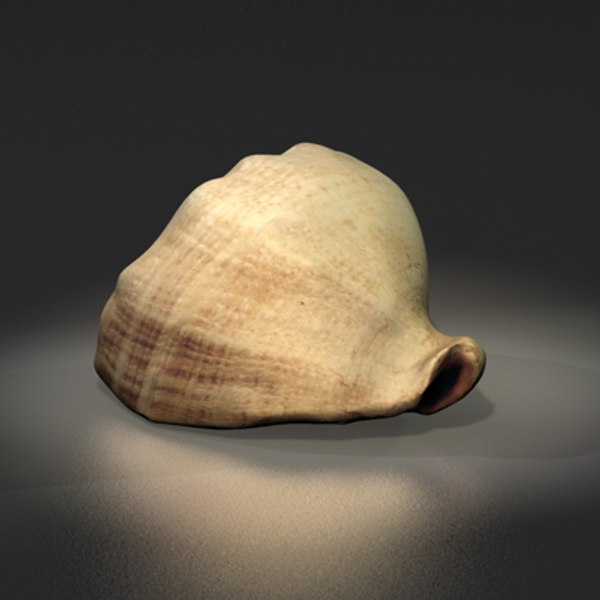 seashell sea shell 3d model