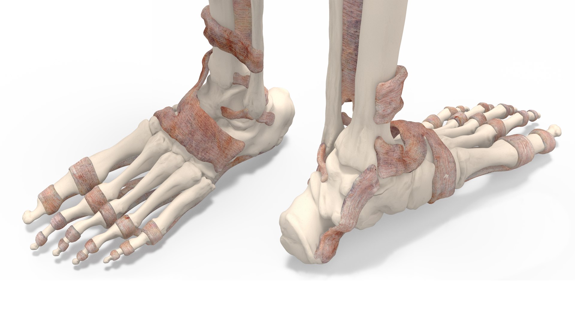 3D model Realistic Leg Anatomy Female - TurboSquid 2128239