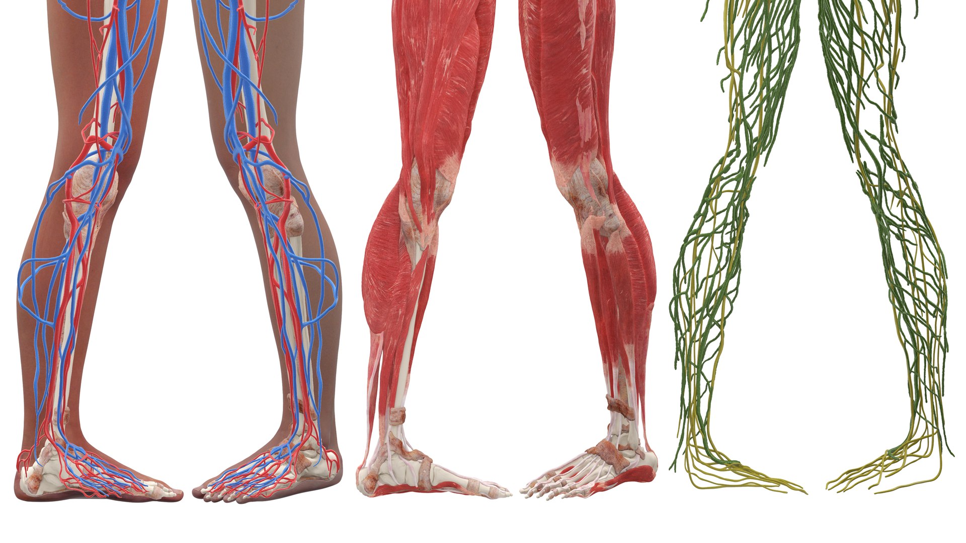 3D model Realistic Leg Anatomy Female - TurboSquid 2128239