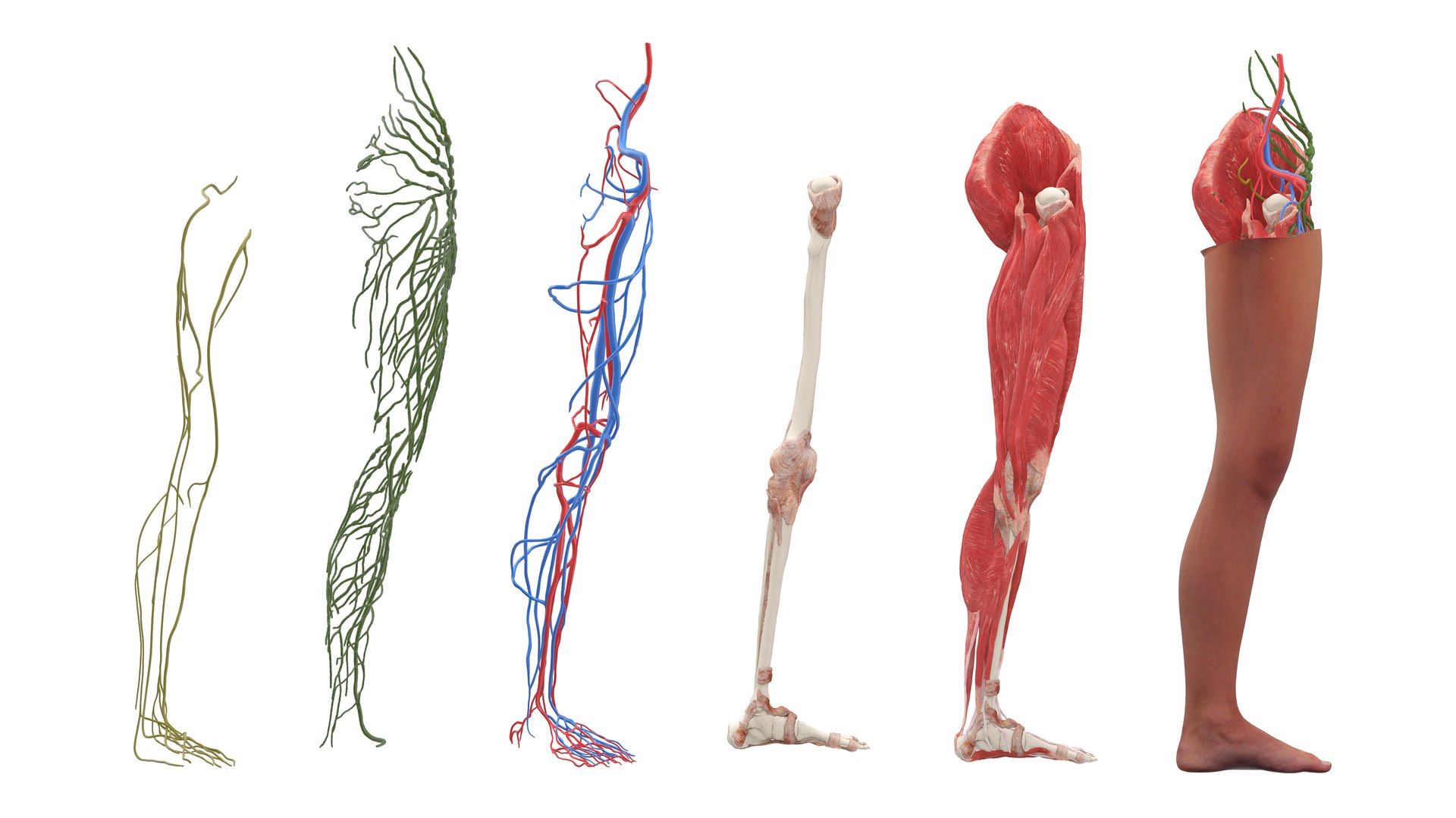 3D model Realistic Leg Anatomy Female - TurboSquid 2128239