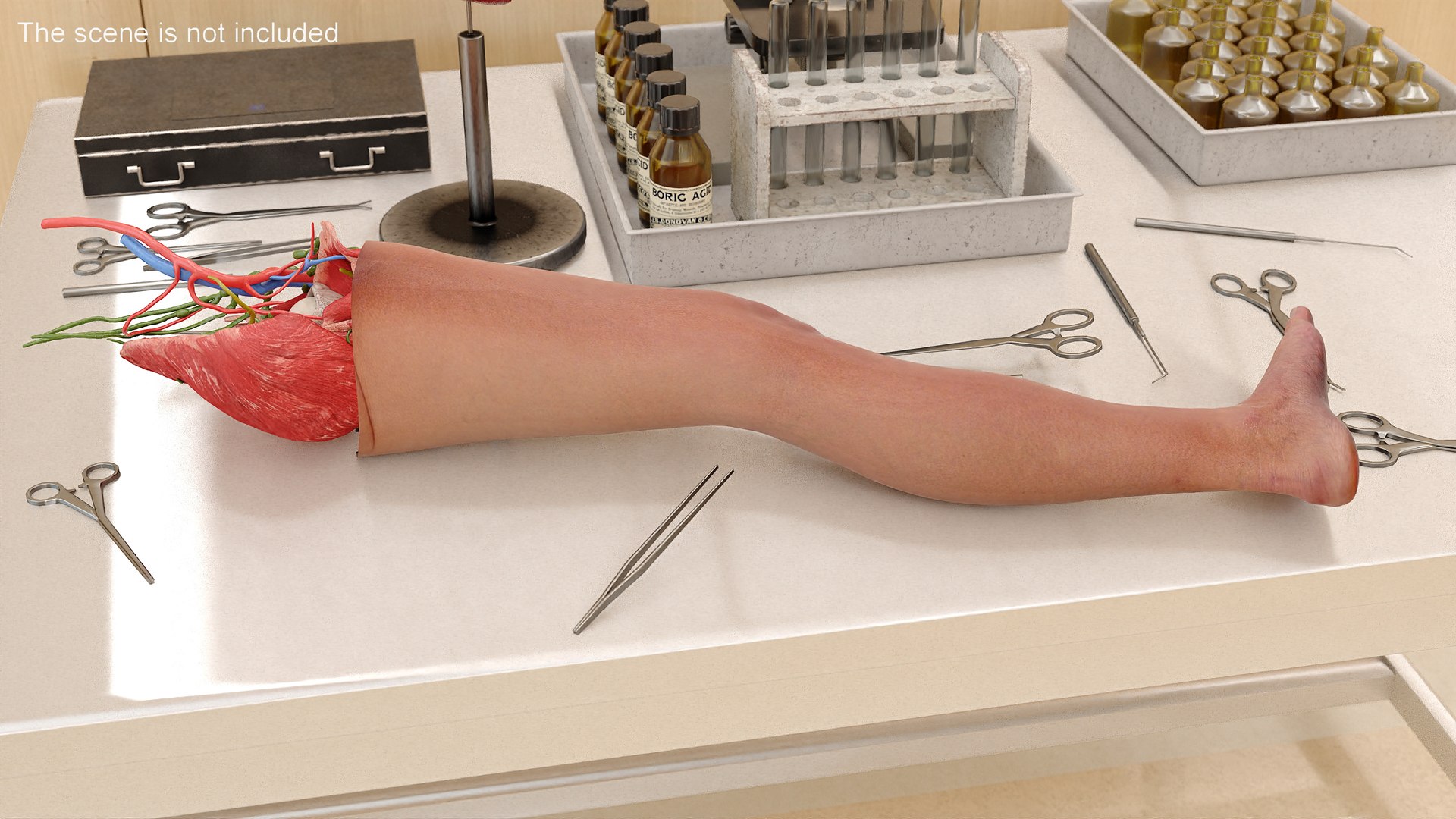 3D Model Realistic Leg Anatomy Female - TurboSquid 2128239