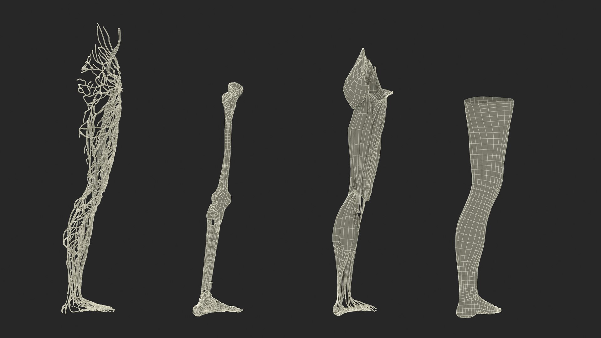 3D Model Realistic Leg Anatomy Female - TurboSquid 2128239
