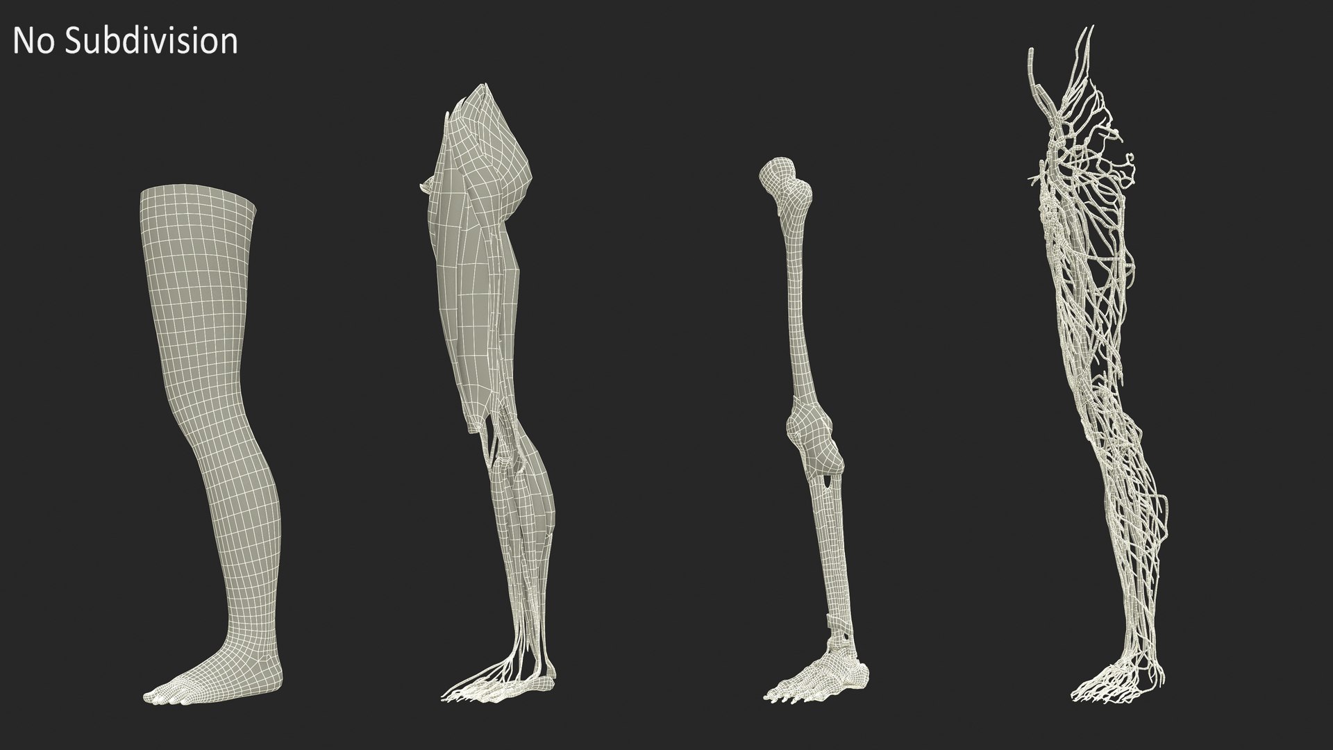 3D model Realistic Leg Anatomy Female - TurboSquid 2128239
