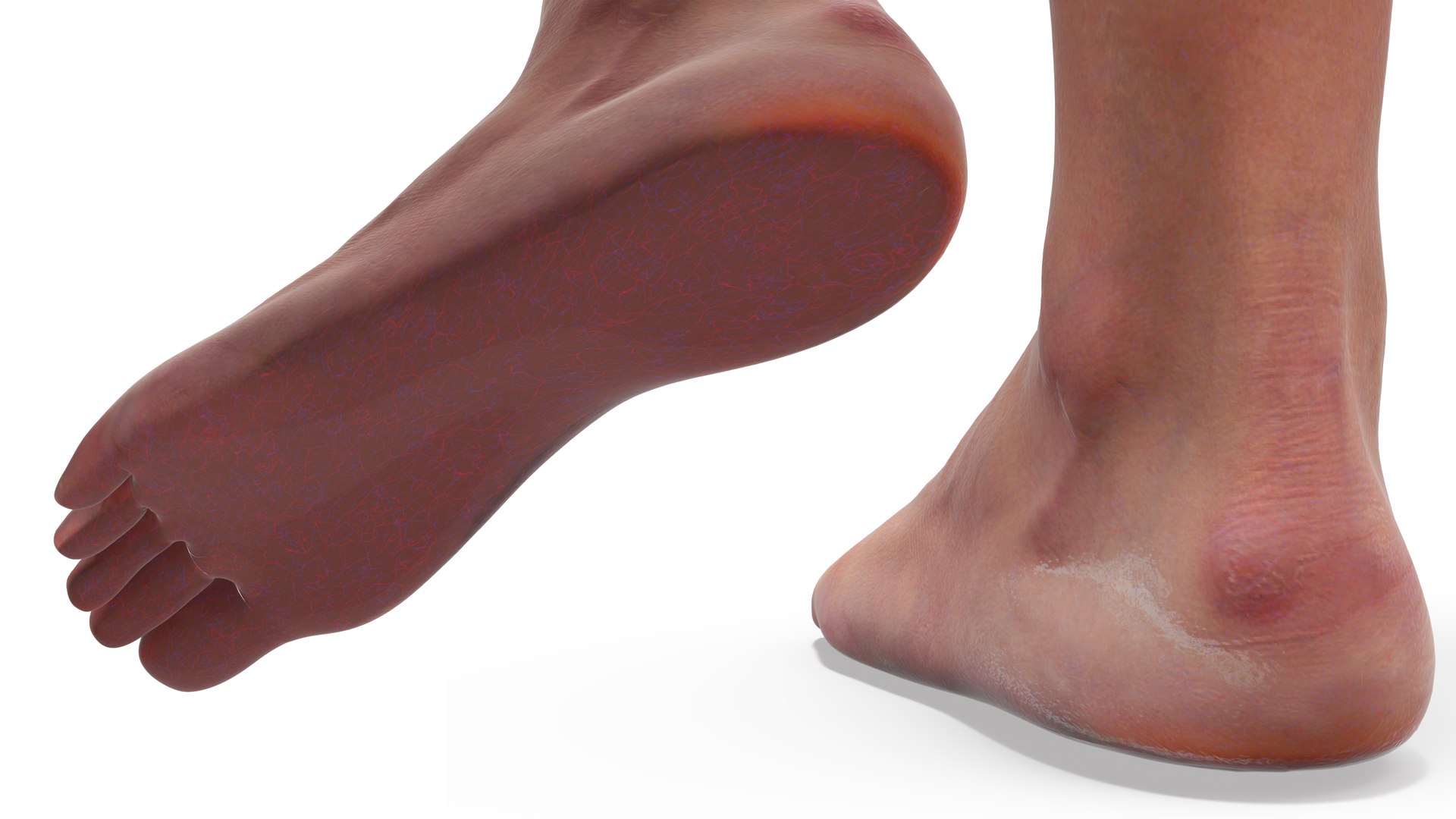 3D model Realistic Leg Anatomy Female - TurboSquid 2128239