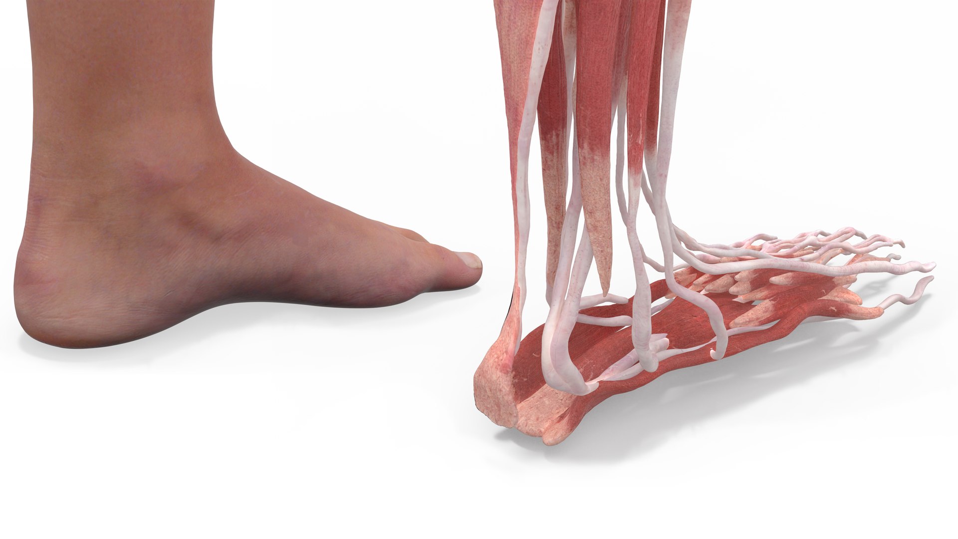 3D model Realistic Leg Anatomy Female - TurboSquid 2128239