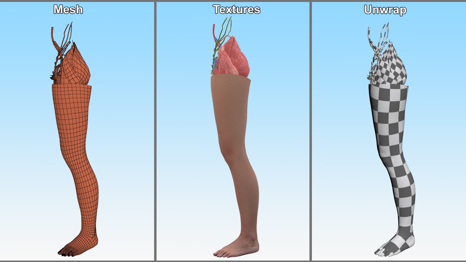 3D model Realistic Leg Anatomy Female - TurboSquid 2128239