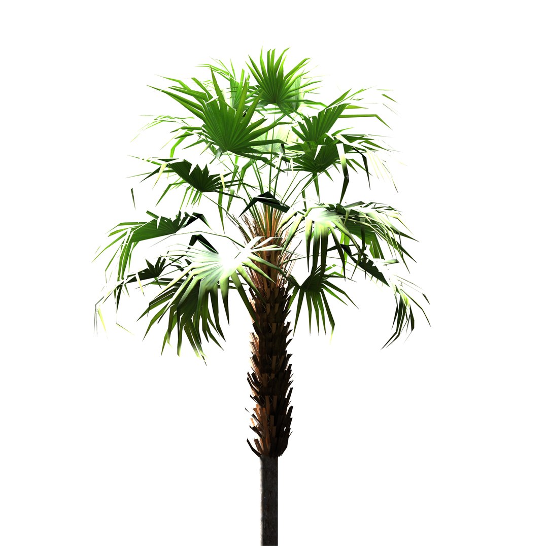 3D SABAL PALMETTO - TurboSquid 2342751