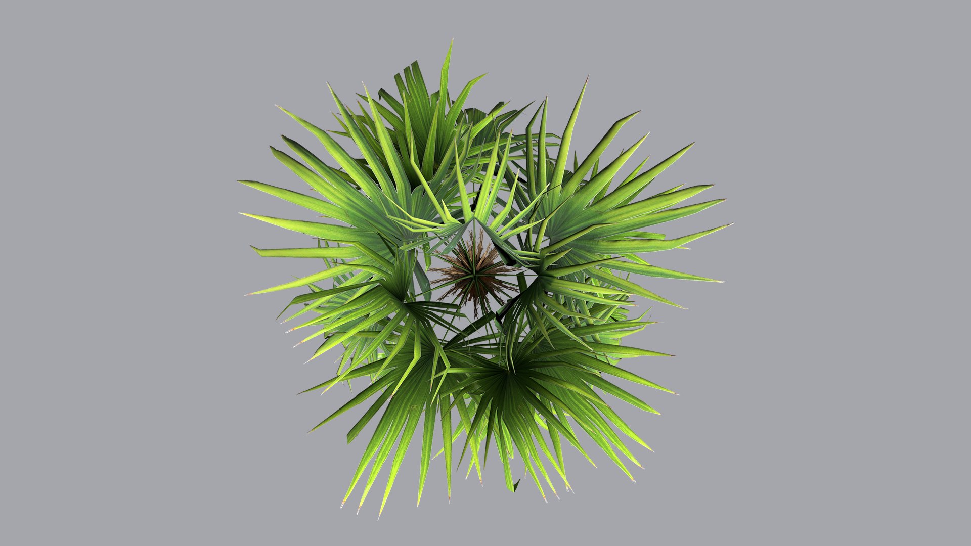 3D SABAL PALMETTO - TurboSquid 2342751
