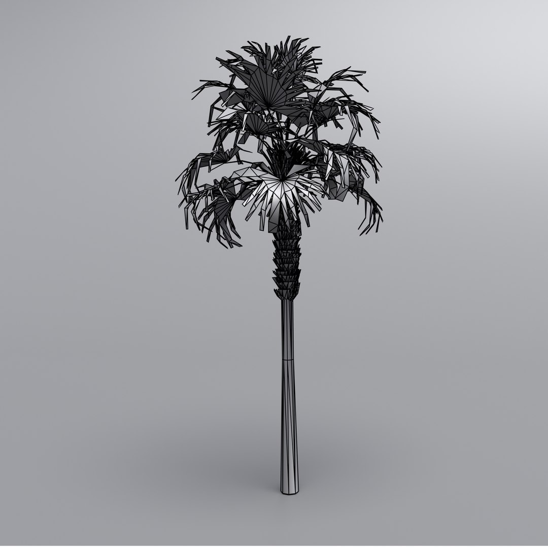 3D SABAL PALMETTO - TurboSquid 2342751
