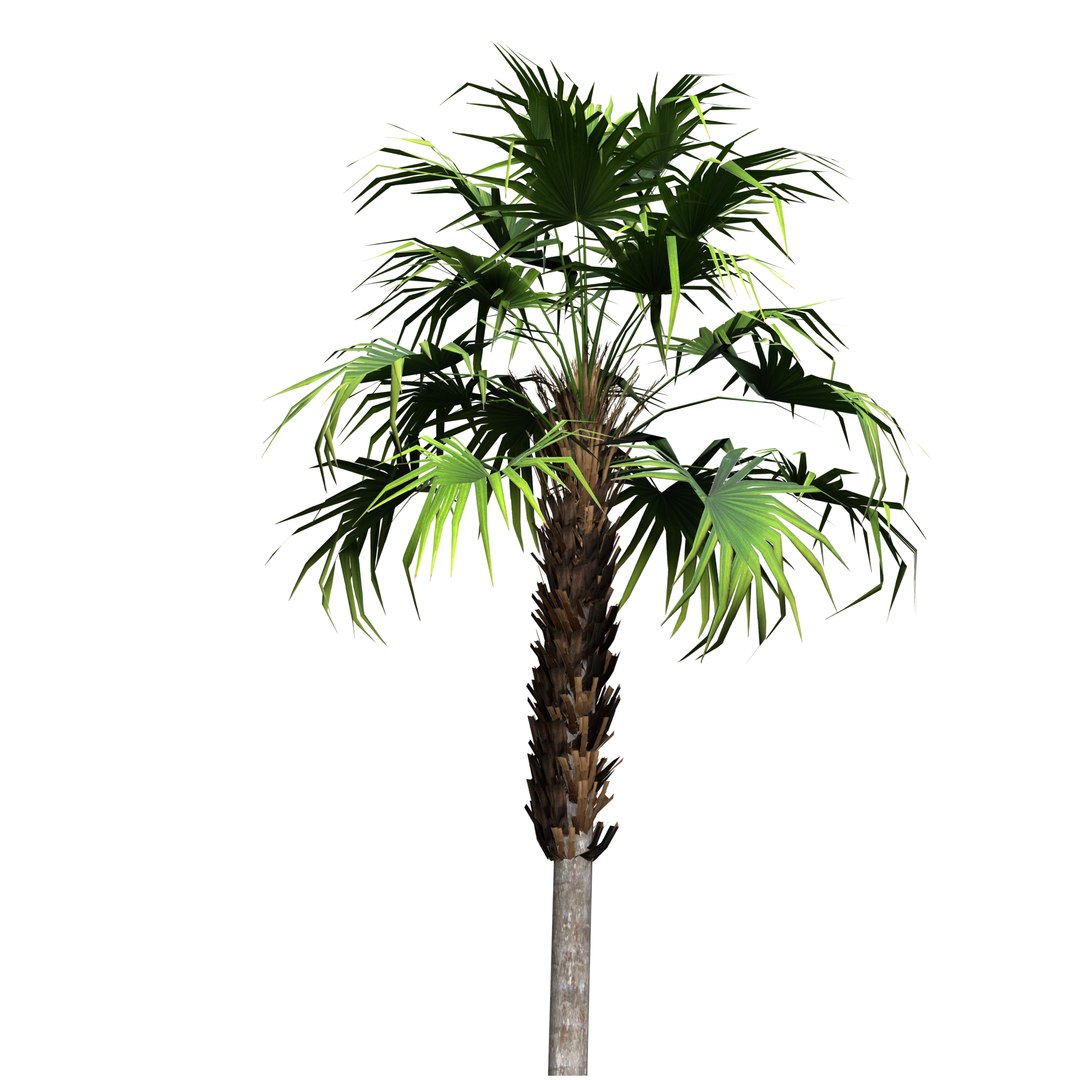3D SABAL PALMETTO - TurboSquid 2342751