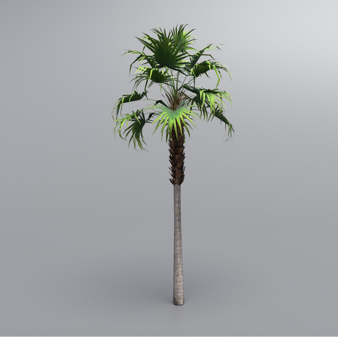 3D SABAL PALMETTO - TurboSquid 2342751