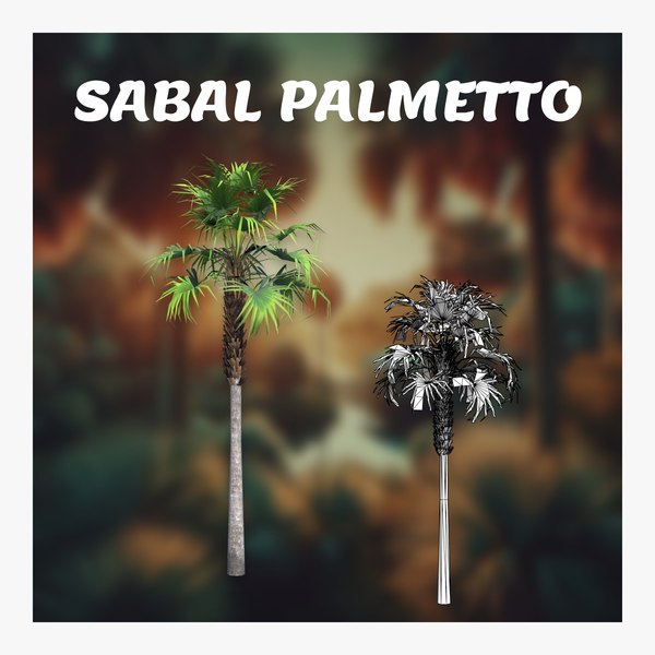Modello 3D PALMETTO DI SABAL - TurboSquid 2342751