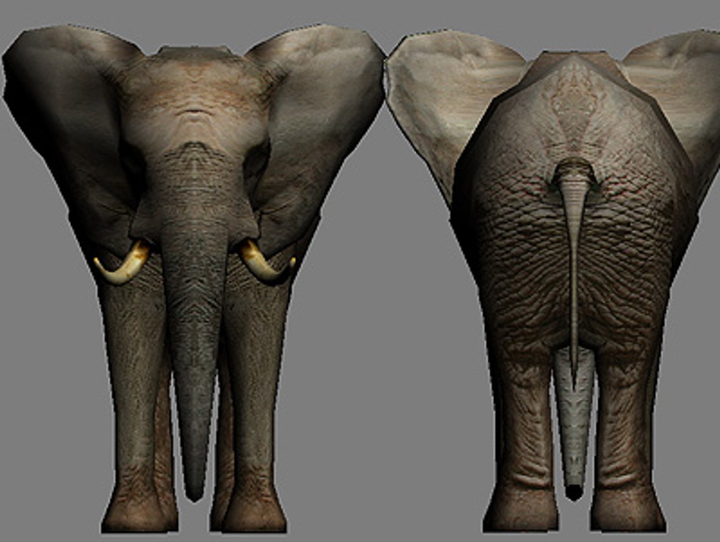 Elephant Max