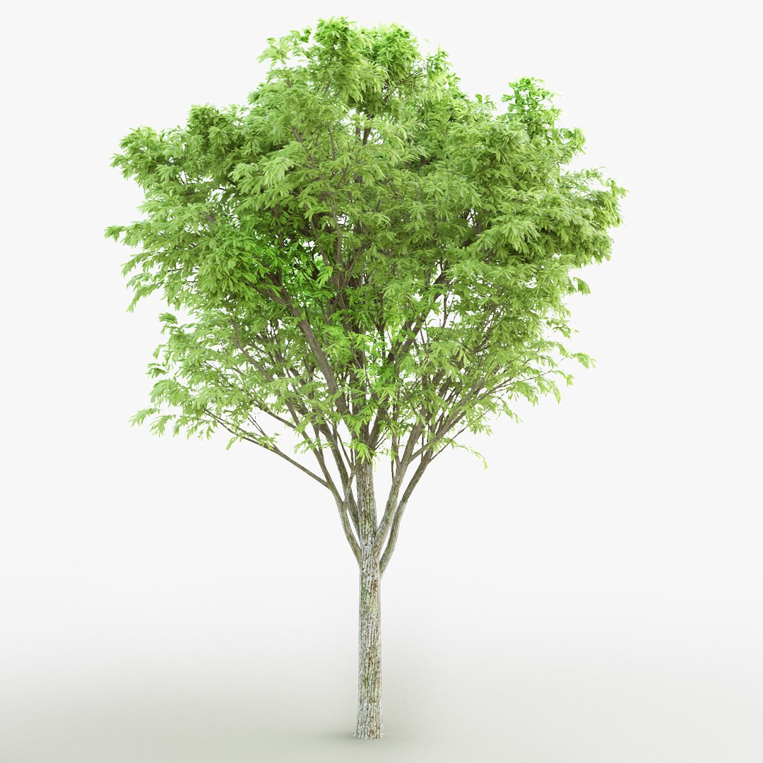 3D Model Acacia Tree - TurboSquid 1156137
