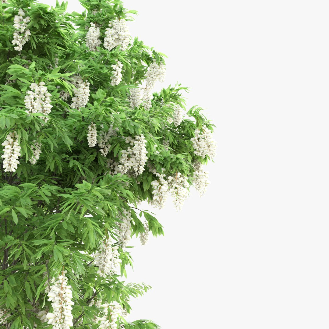 3D Model Acacia Tree - TurboSquid 1156137