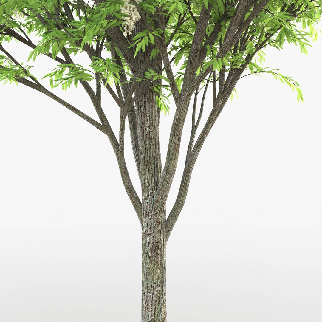 3D Model Acacia Tree - TurboSquid 1156137