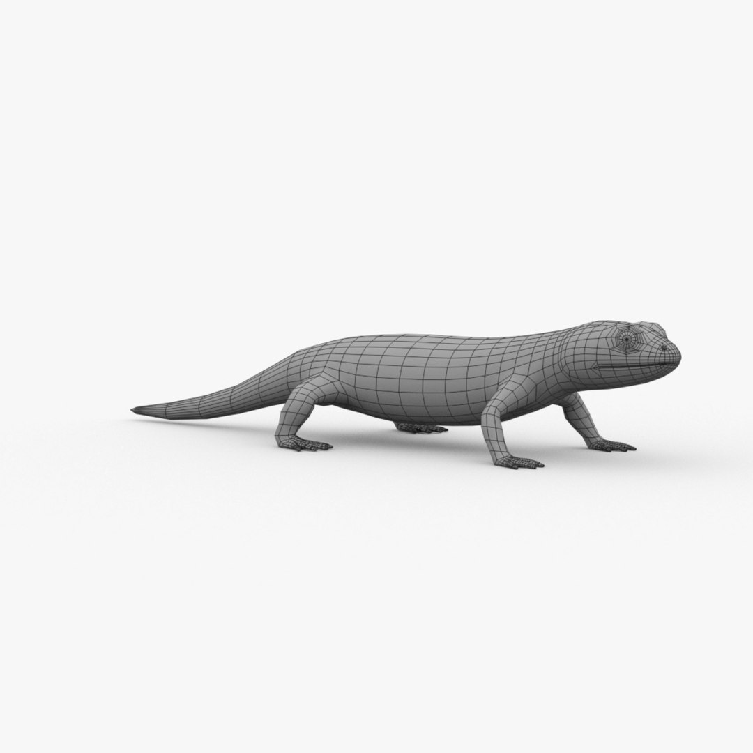salamander basemesh 3D 모델 - TurboSquid 2007160