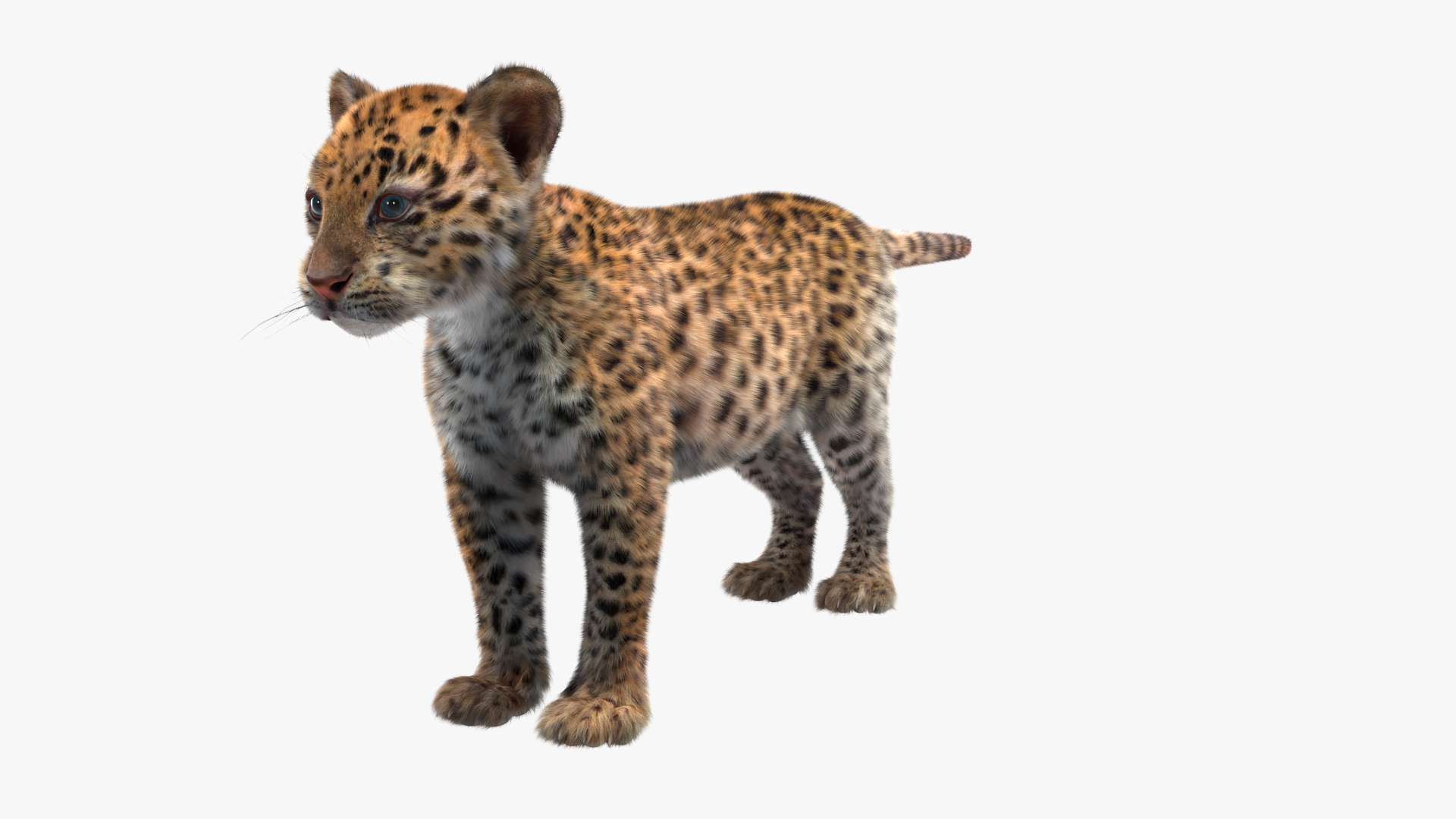 Leopard Cub Playing Fur Animated Rigged Model - TurboSquid 2407392