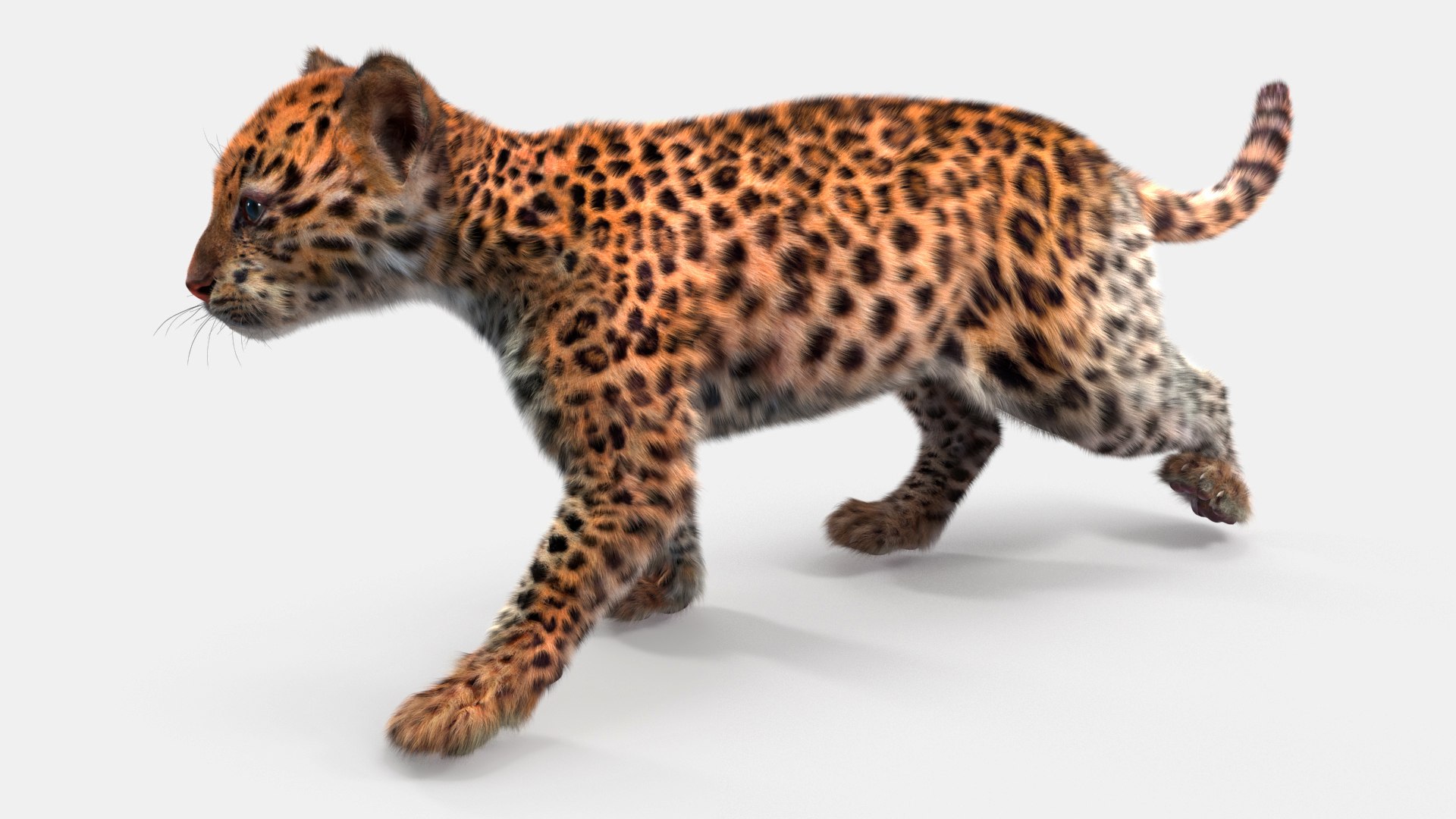 Leopard Cub Playing Fur Animated Rigged Model - TurboSquid 2407392