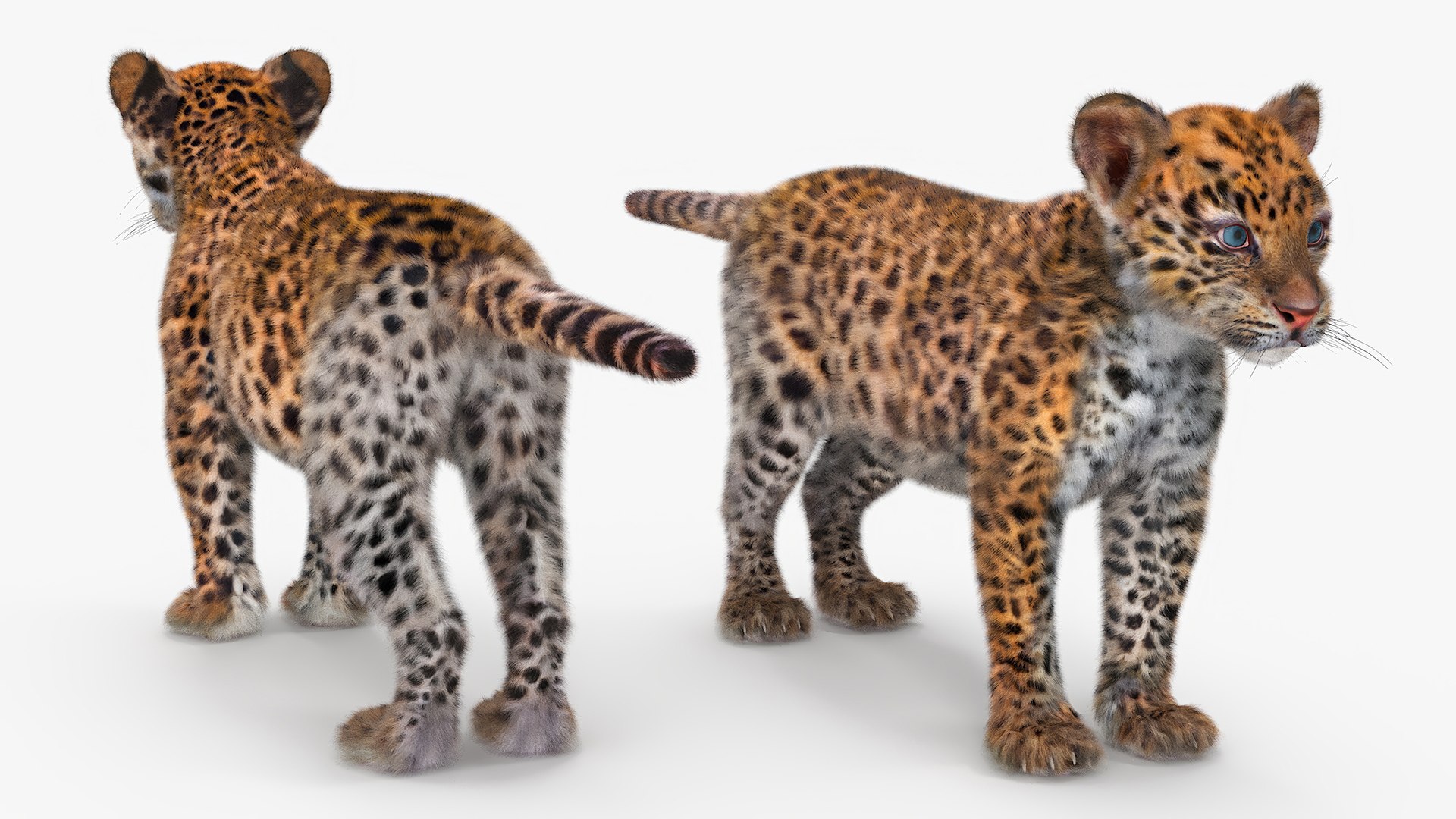 Leopard Cub Playing Fur Animated Rigged Model - TurboSquid 2407392