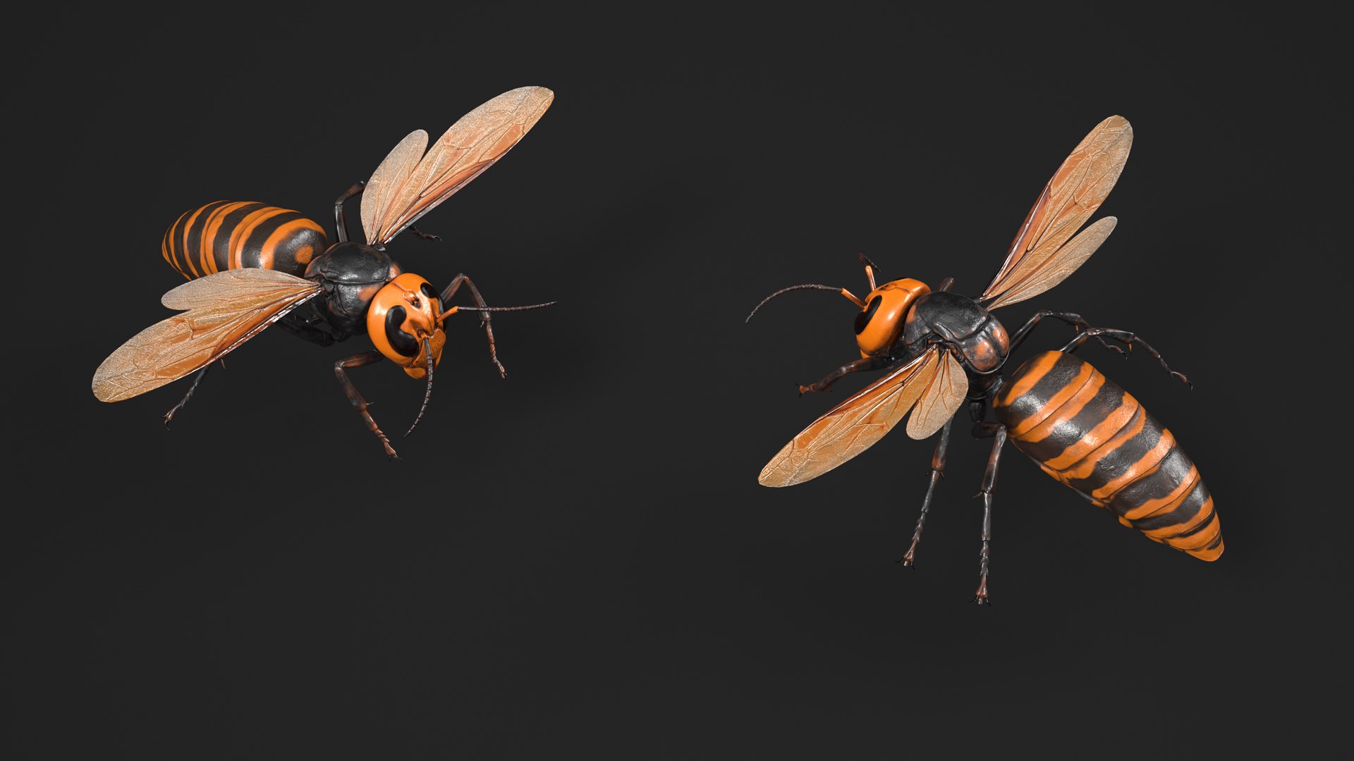 Vespa Mandarinia Flying Pose 3D - TurboSquid 2274442