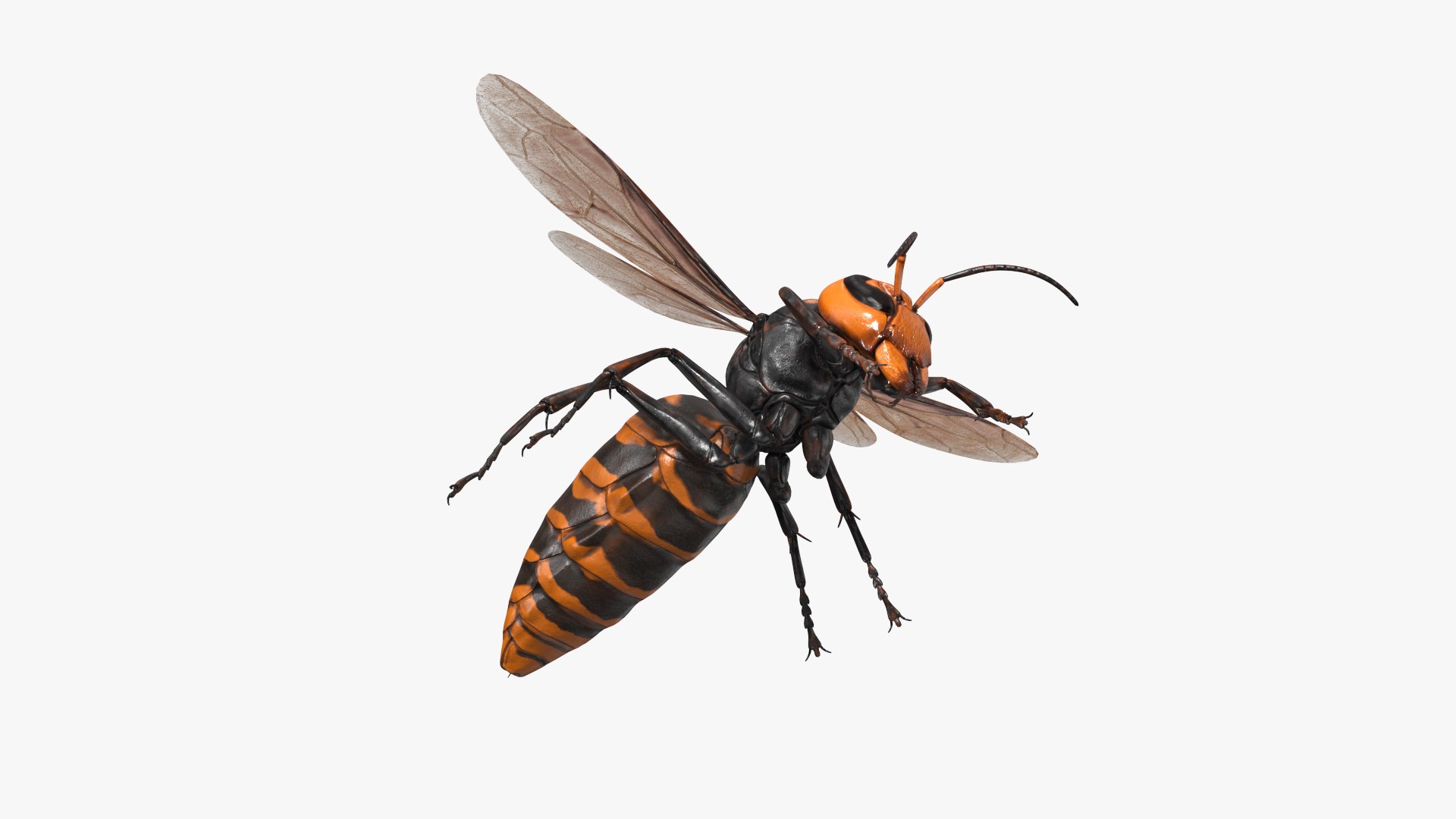 Vespa Mandarinia Flying Pose 3D - TurboSquid 2274442