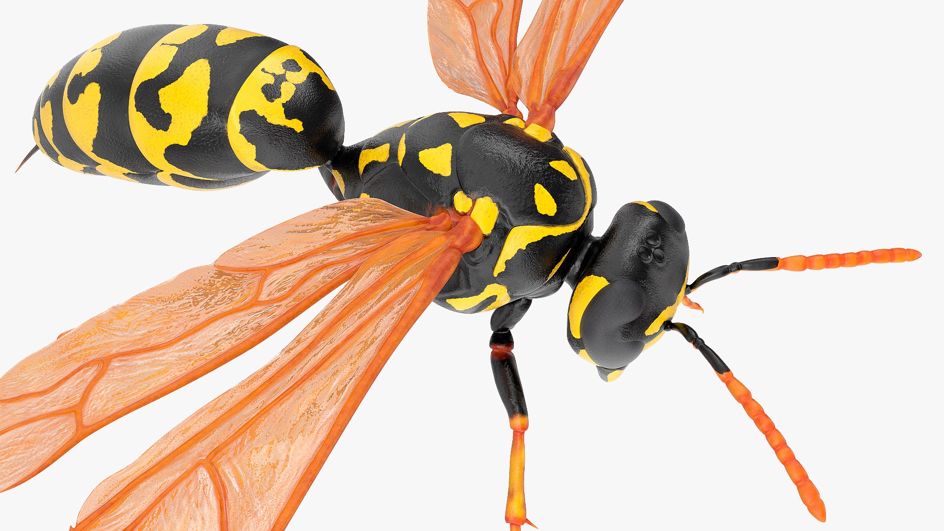 Paper wasp 3D model - TurboSquid 1629202