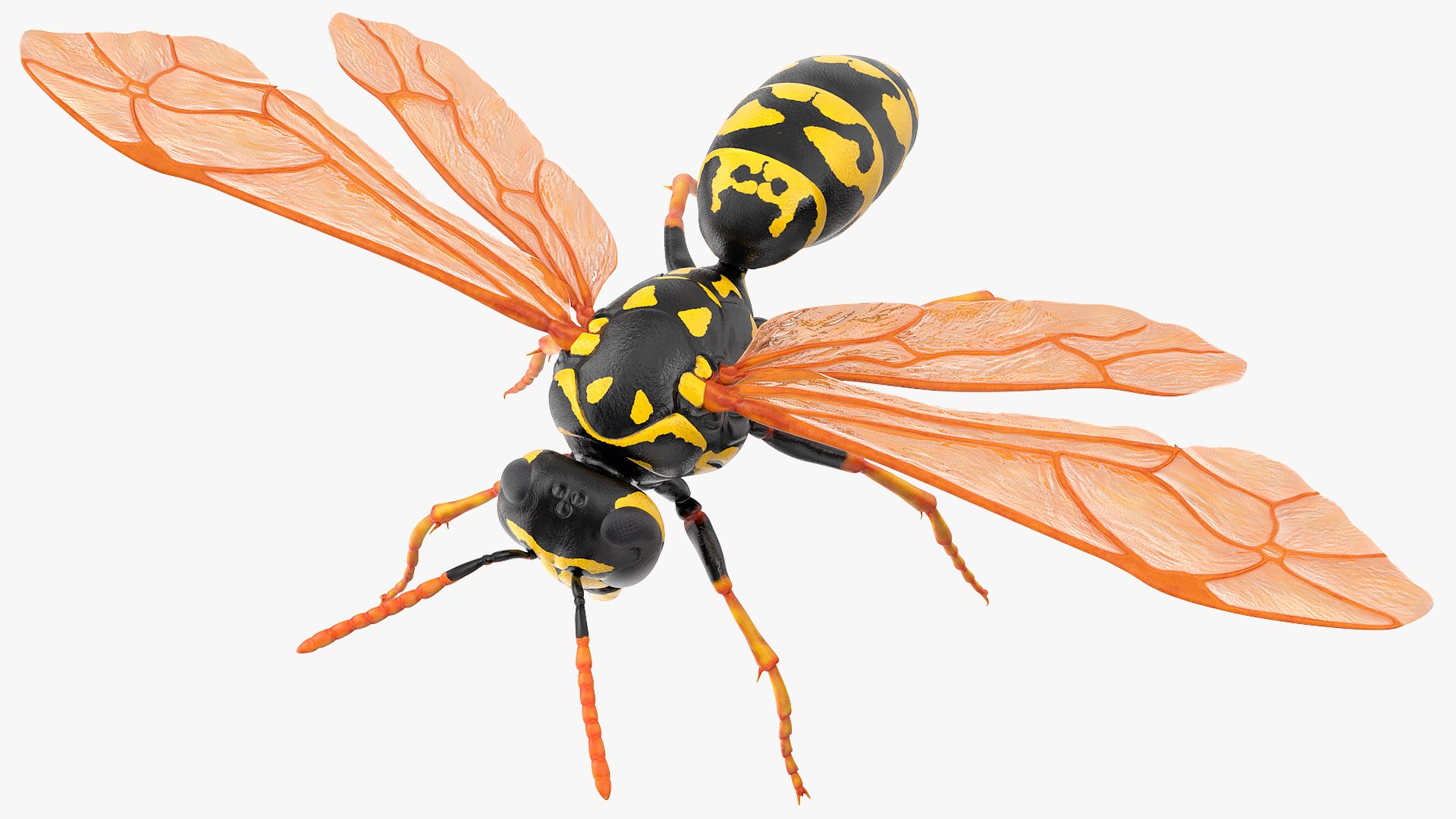 Paper wasp 3D model - TurboSquid 1629202