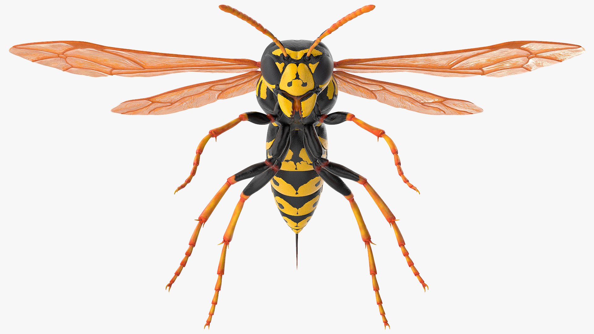 Paper Wasp 3D Model - TurboSquid 1629202