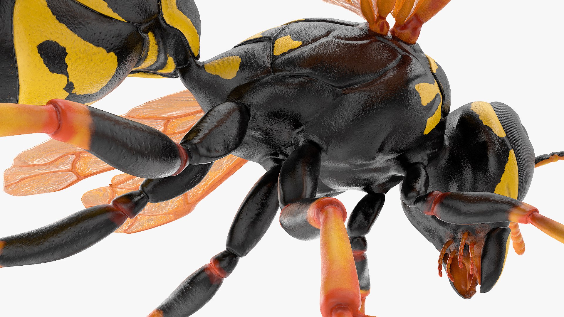 Paper wasp 3D model - TurboSquid 1629202