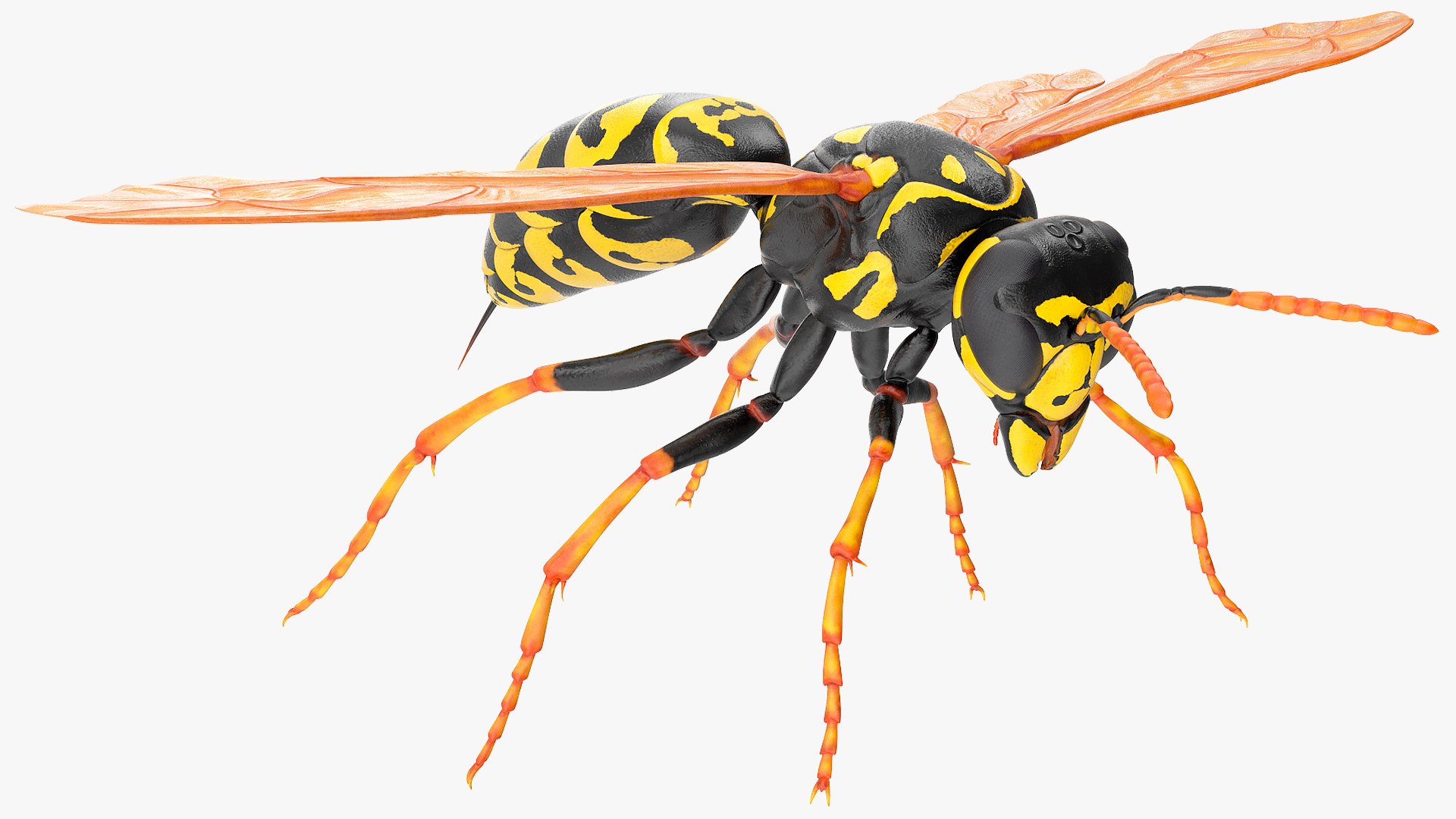 Paper Wasp 3D Model - TurboSquid 1629202