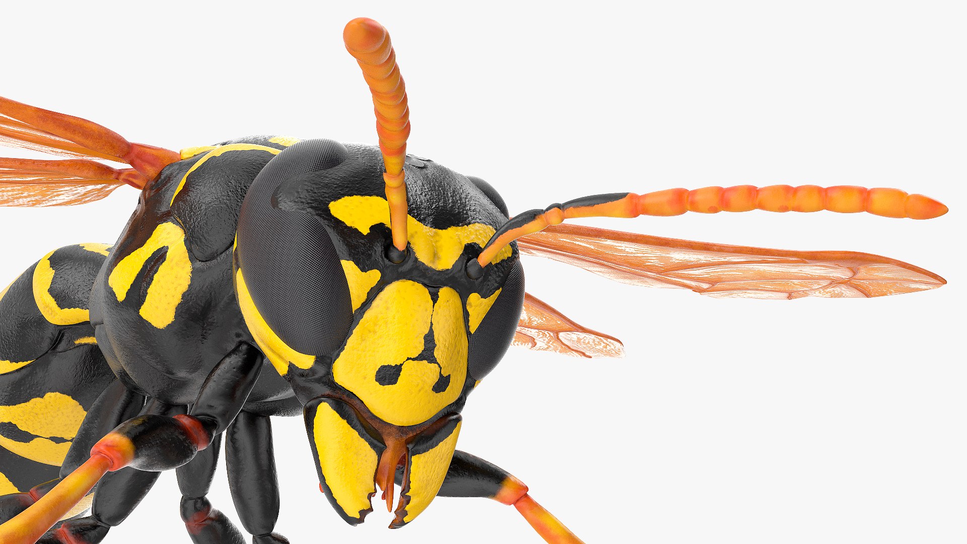 Paper wasp 3D model - TurboSquid 1629202