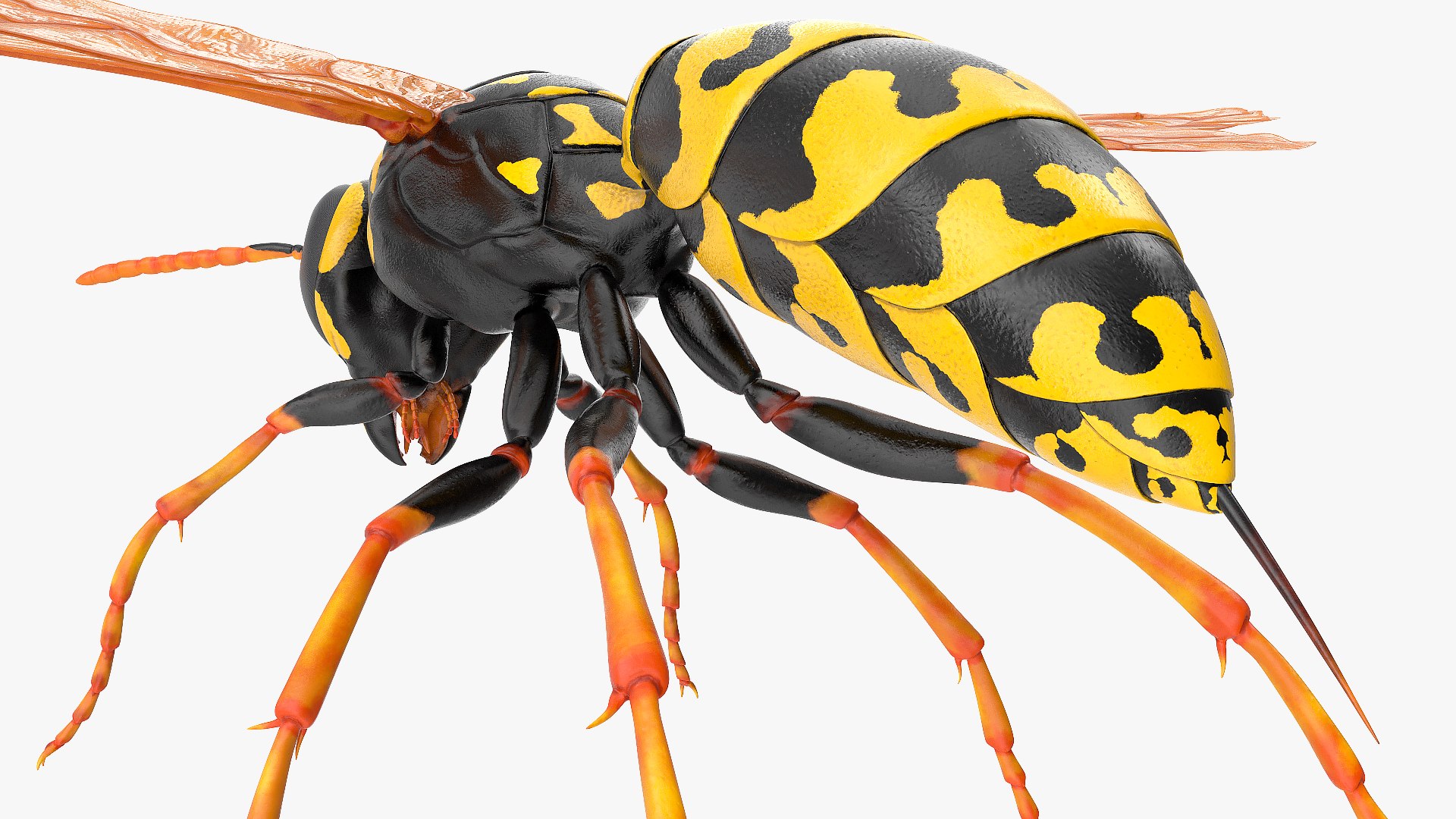 Paper wasp 3D model - TurboSquid 1629202