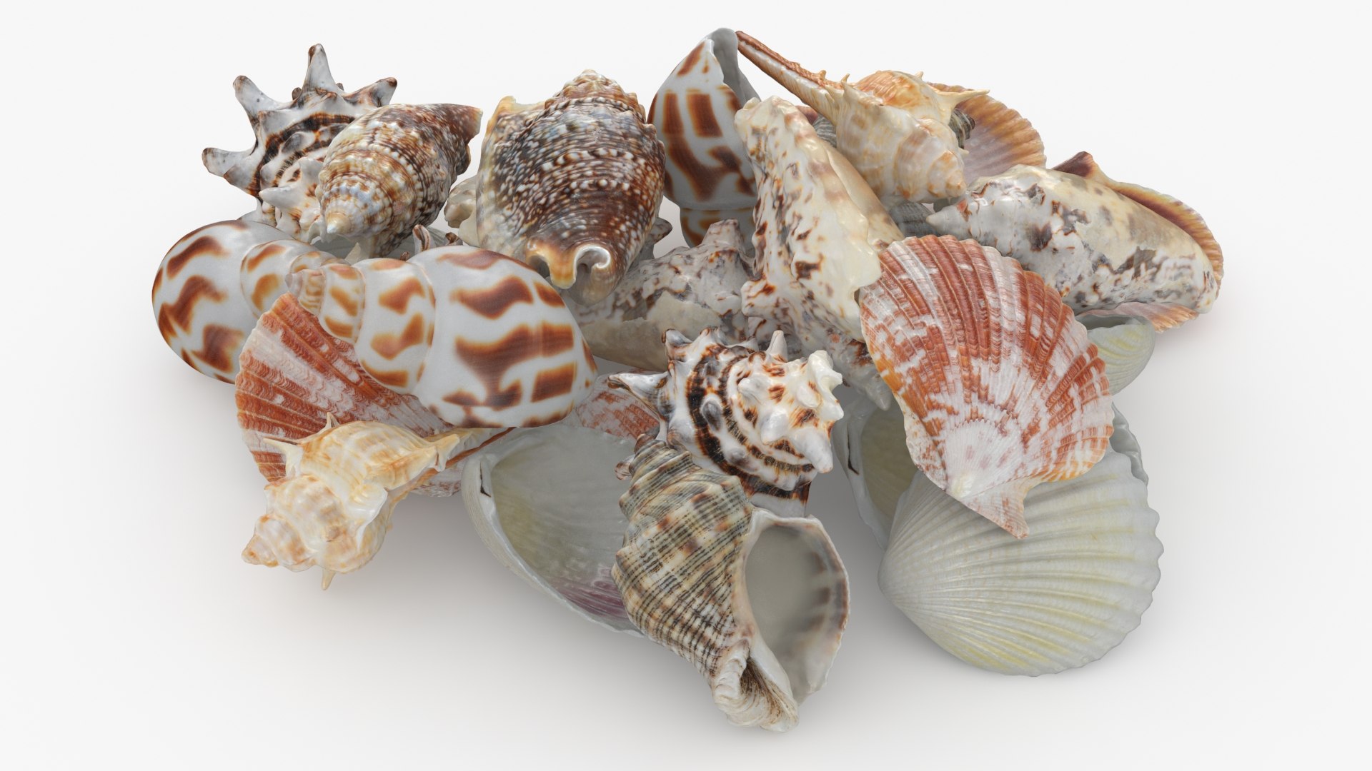 3D Seashell Pile V1 Model - TurboSquid 2258601