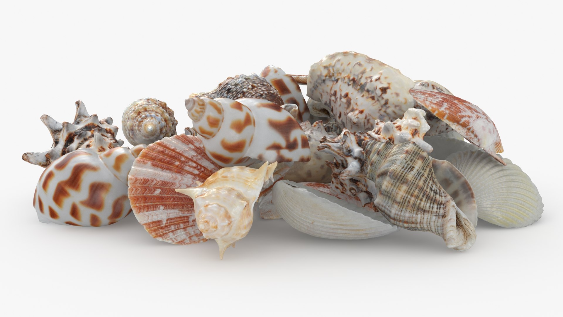 3D Seashell Pile V1 Model - TurboSquid 2258601