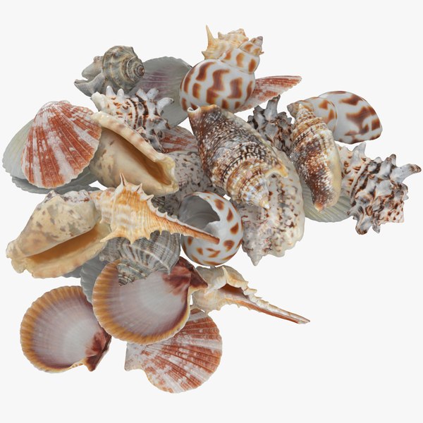 Seashell 3D Models for Download | TurboSquid