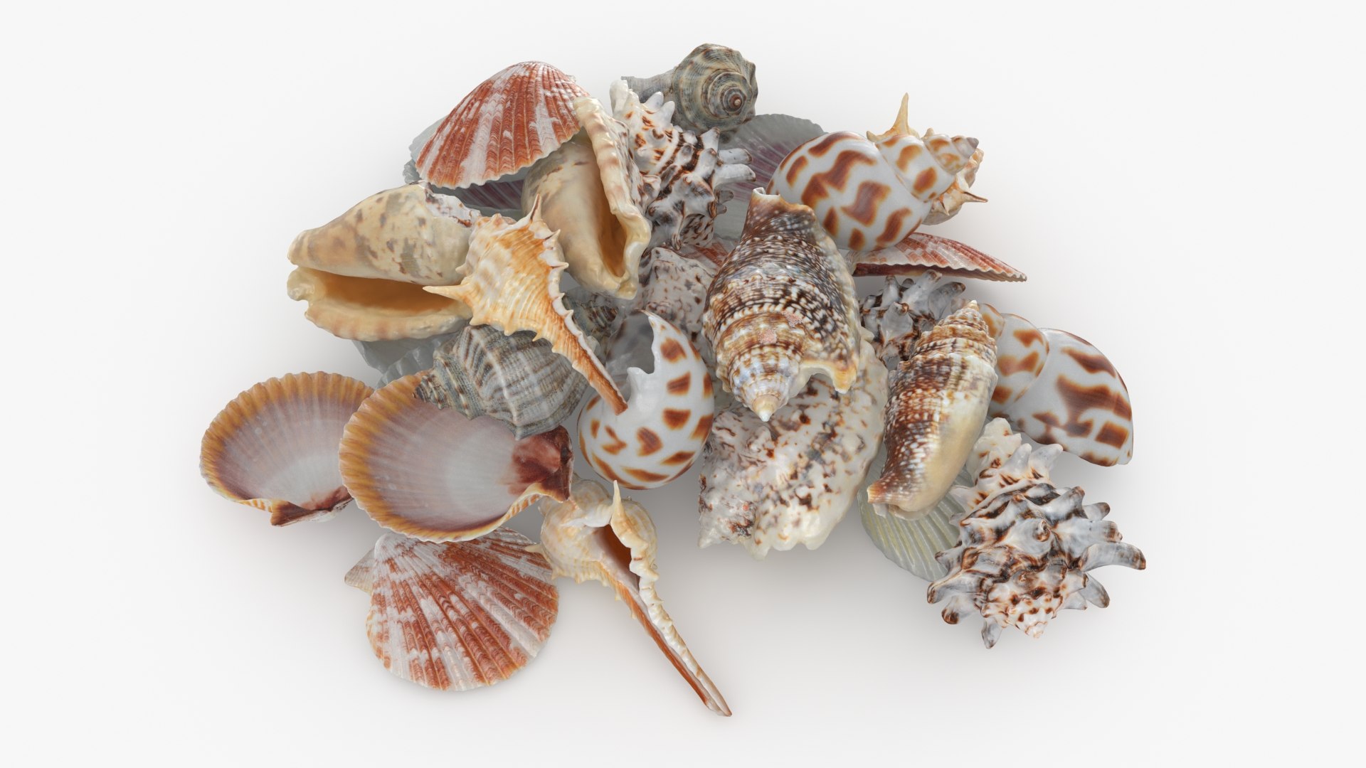 3D Seashell Pile V1 Model - TurboSquid 2258601
