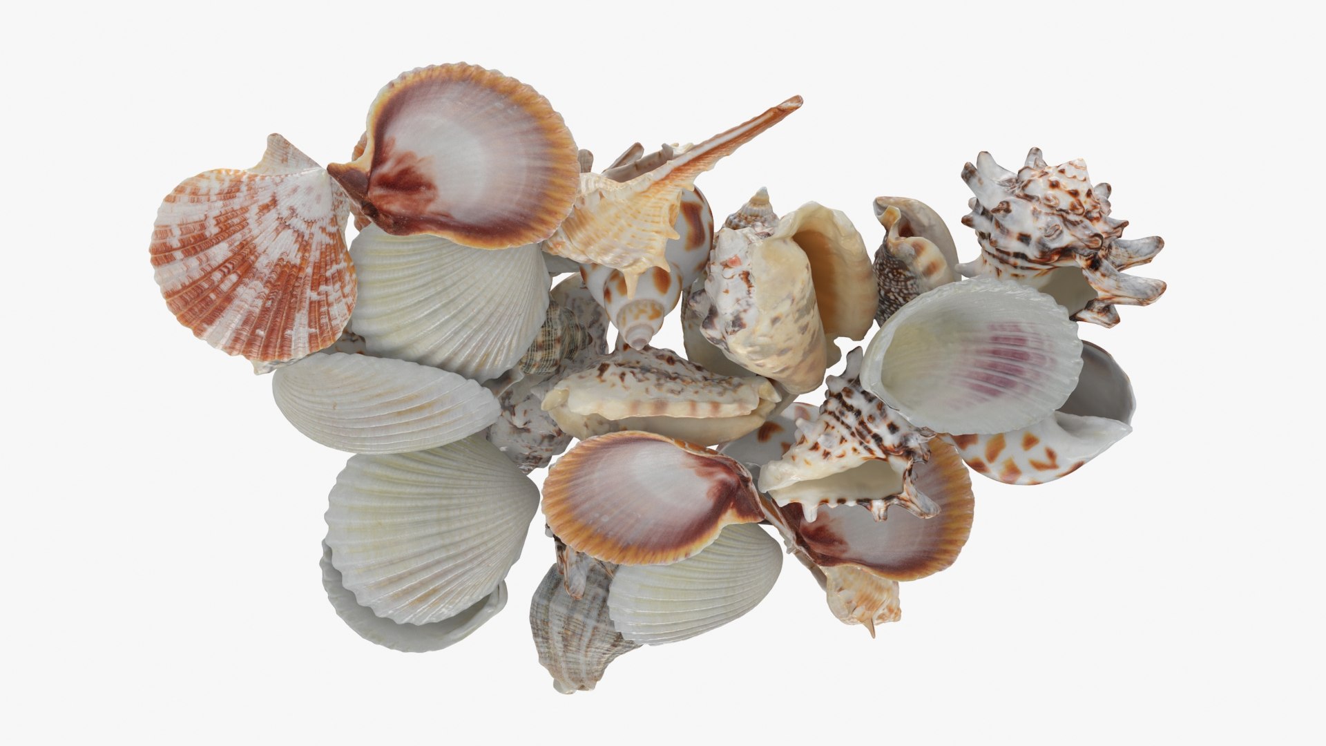 3D Seashell Pile V1 Model - TurboSquid 2258601