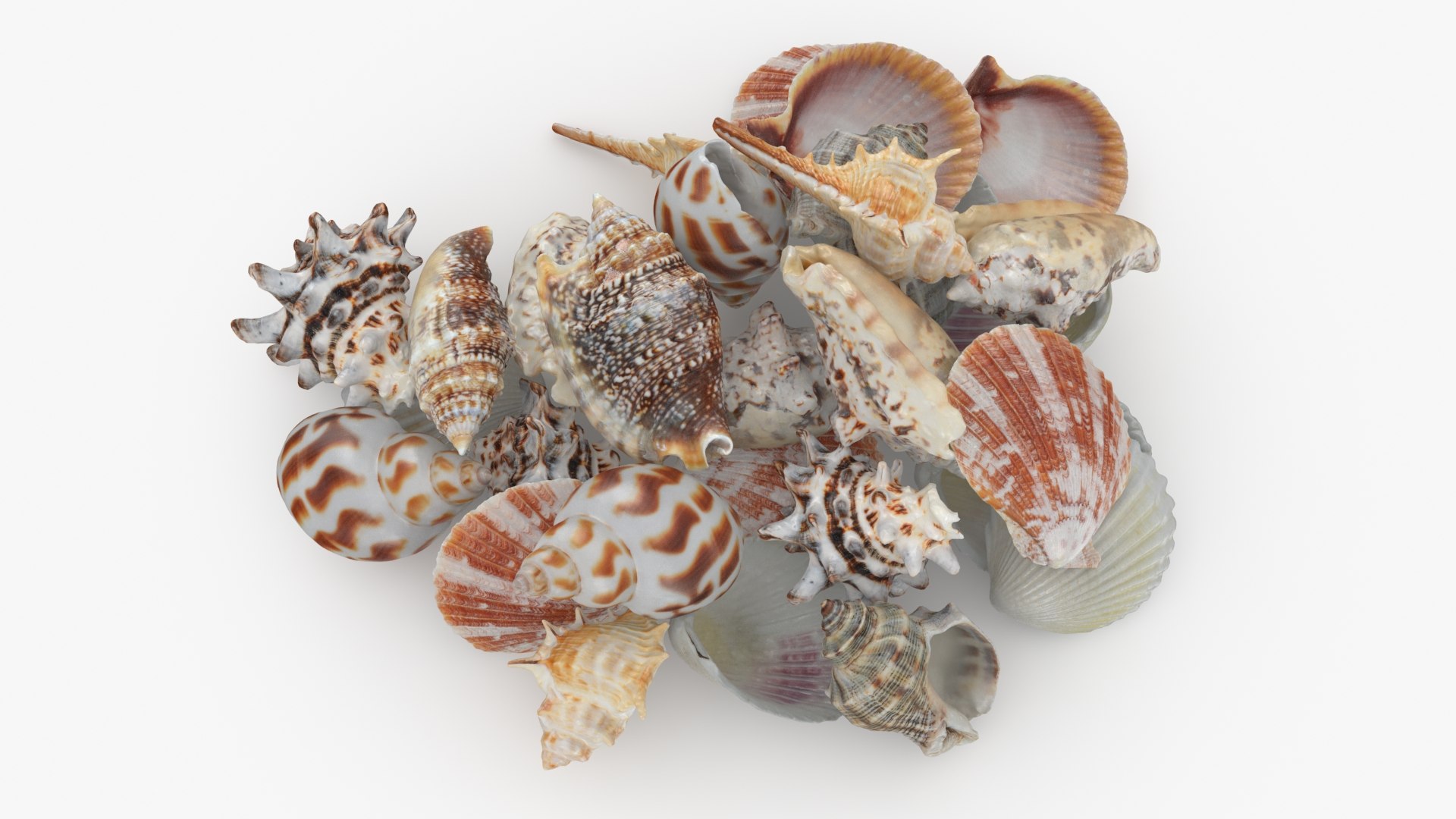 3D Seashell Pile V1 Model - TurboSquid 2258601