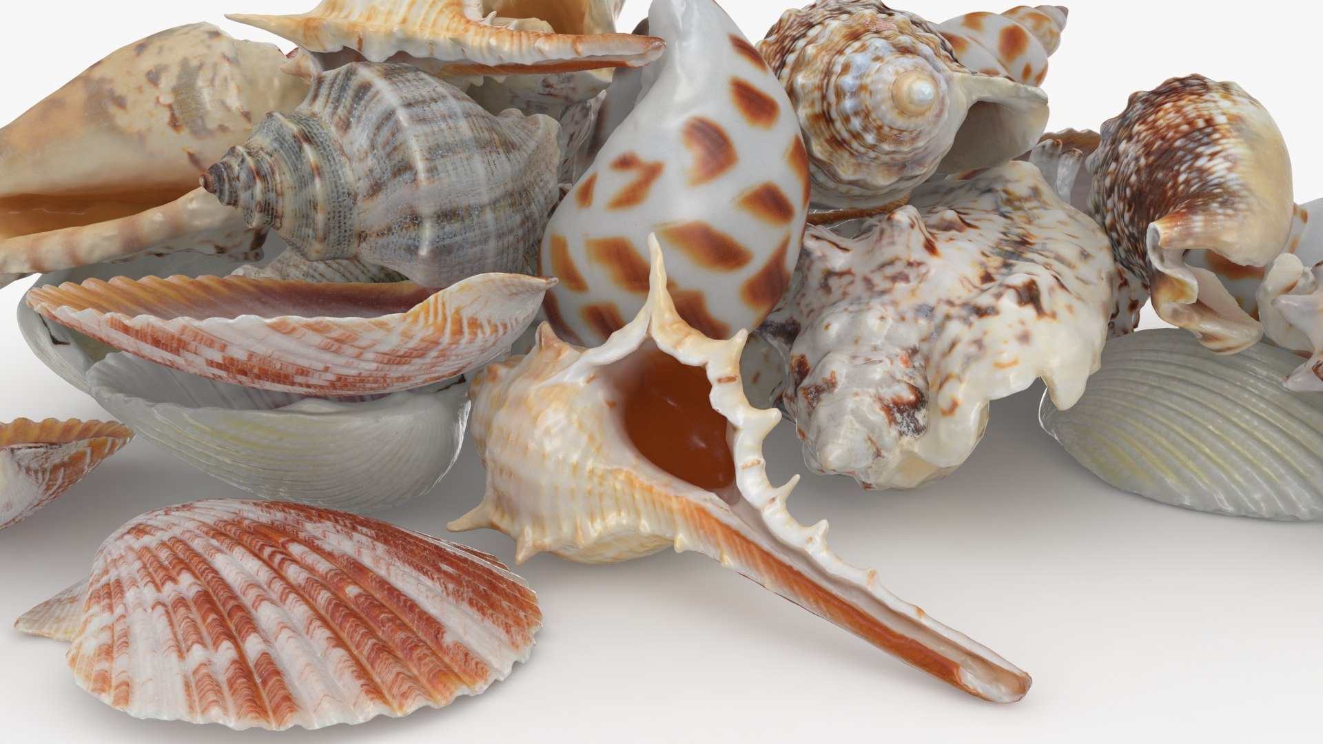 3D Seashell Pile V1 Model - TurboSquid 2258601