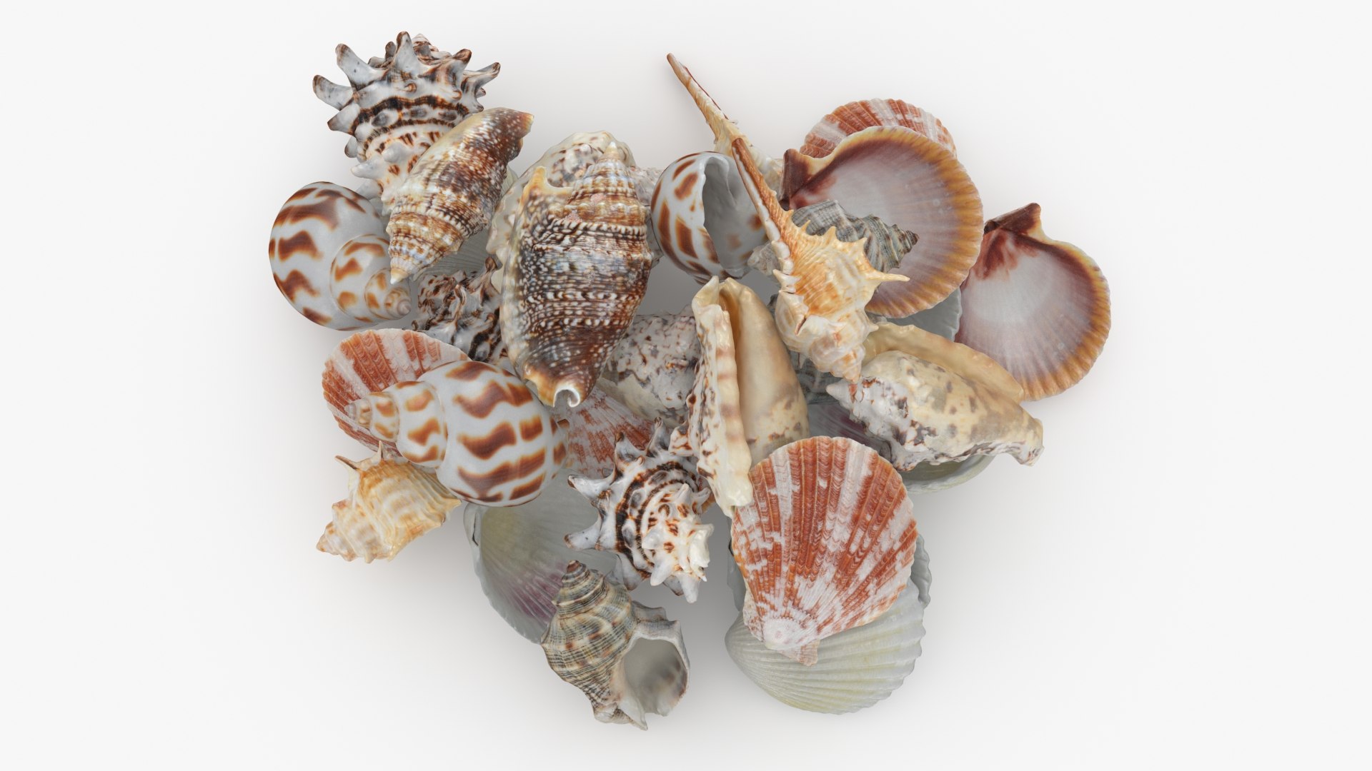3D Seashell Pile V1 Model - TurboSquid 2258601