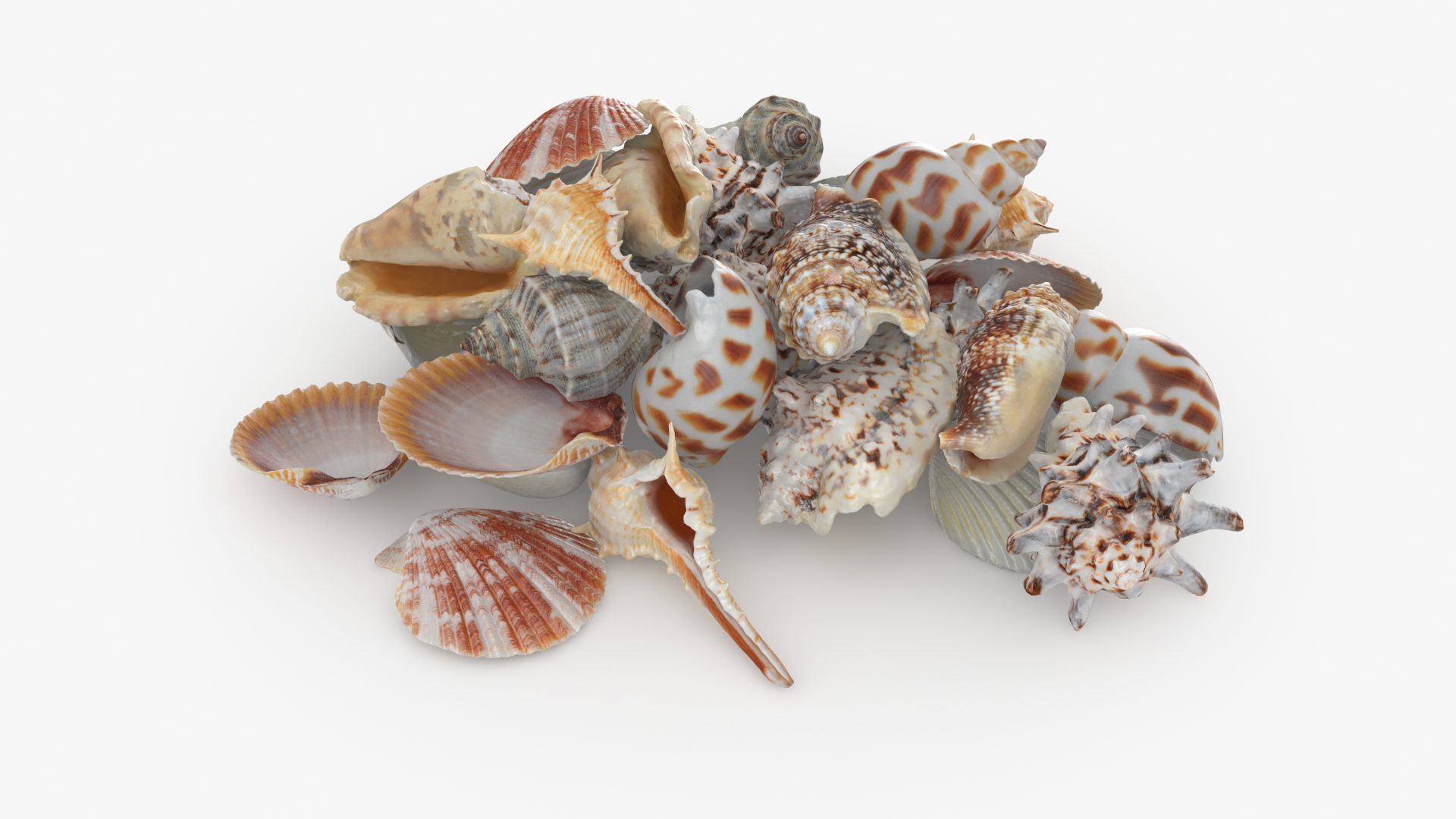 3D Seashell Pile V1 Model - TurboSquid 2258601