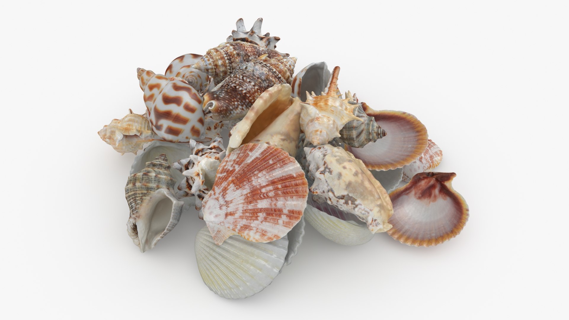 3D Seashell Pile V1 Model - TurboSquid 2258601