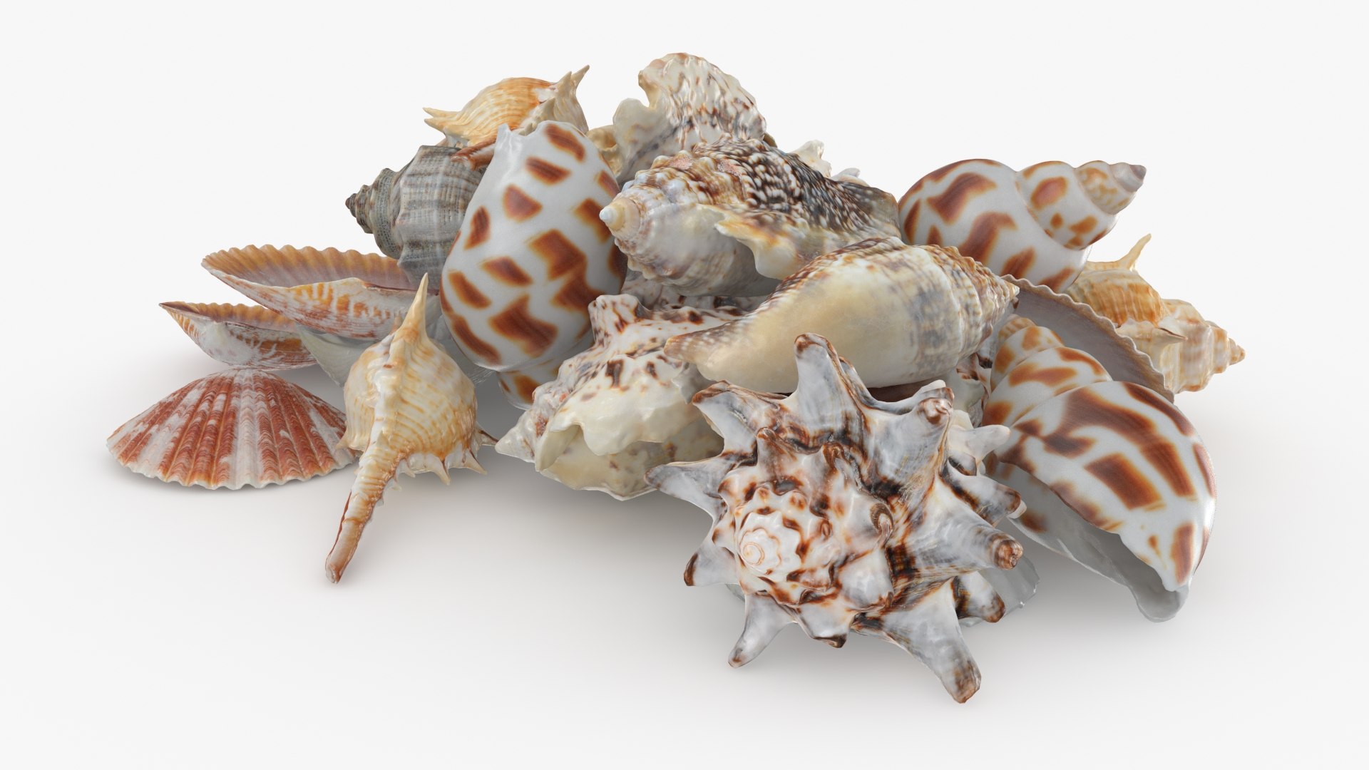 3D Seashell Pile V1 Model - TurboSquid 2258601