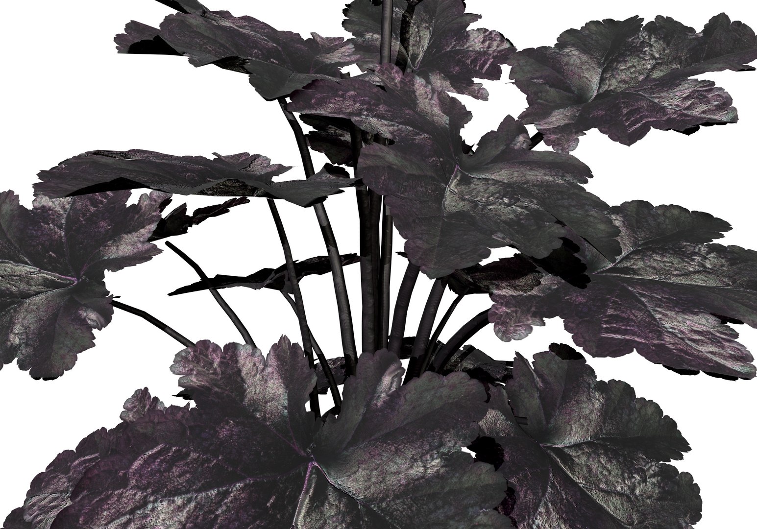 3D Primo Black Pearl Coral Bells 3D Pack Model - TurboSquid 2172212