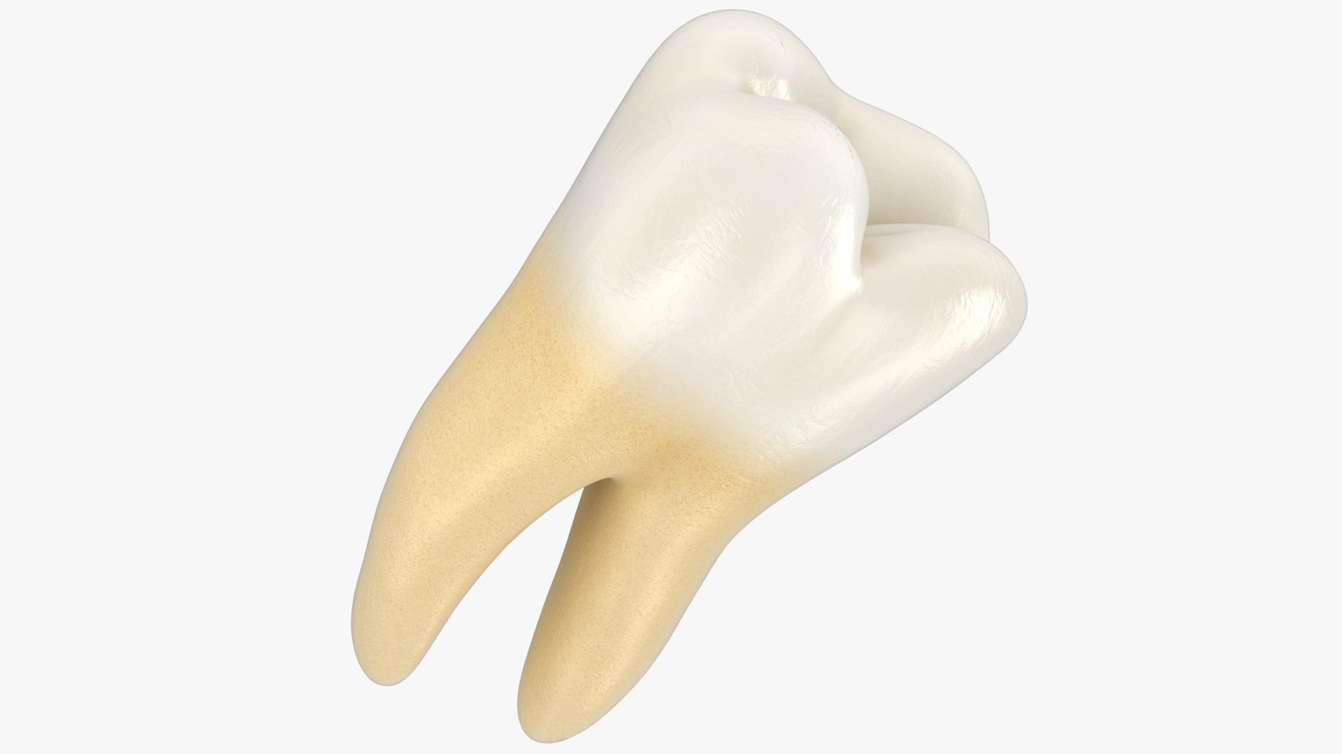 Realistic lower second molar 3D model - TurboSquid 1627785